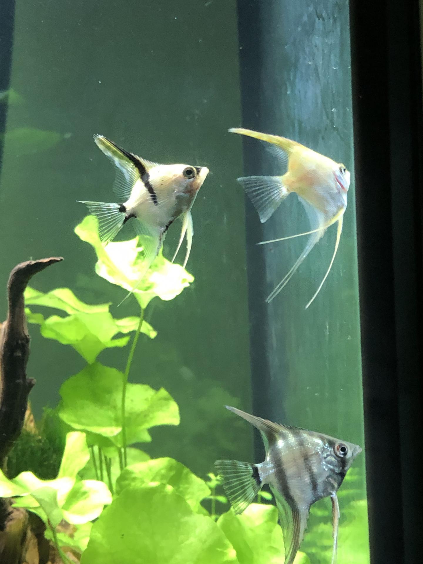 Assorted Angelfish " Pterophyllum scalare" – 1 Fish 2 Fish Dartmouth